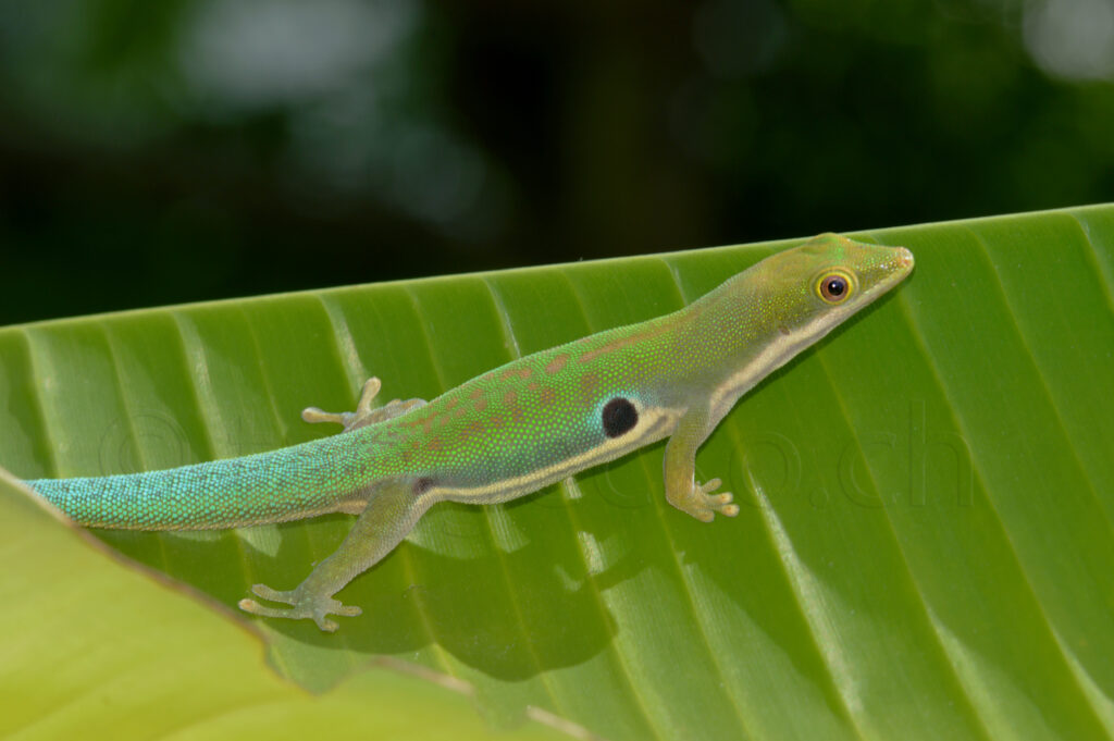 Phelsuma cf dorsivittata • taggecko.ch